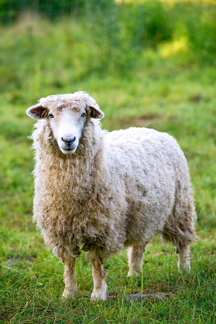 Understanding Sheep Behavior - Kimd Group Of Companies