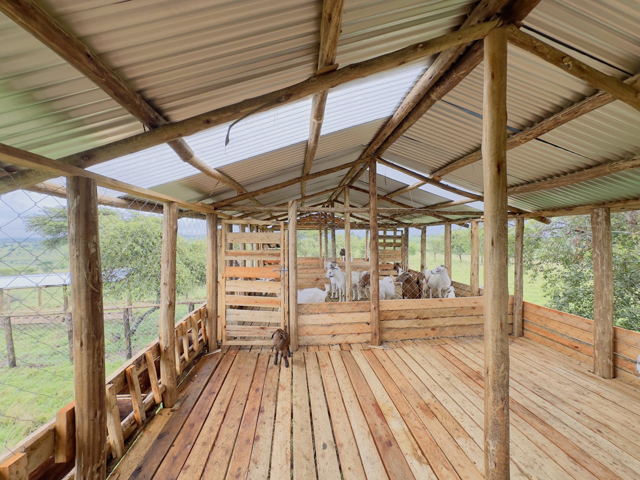 Choosing the Right Goat Housing Design - Kimd Group Of Companies