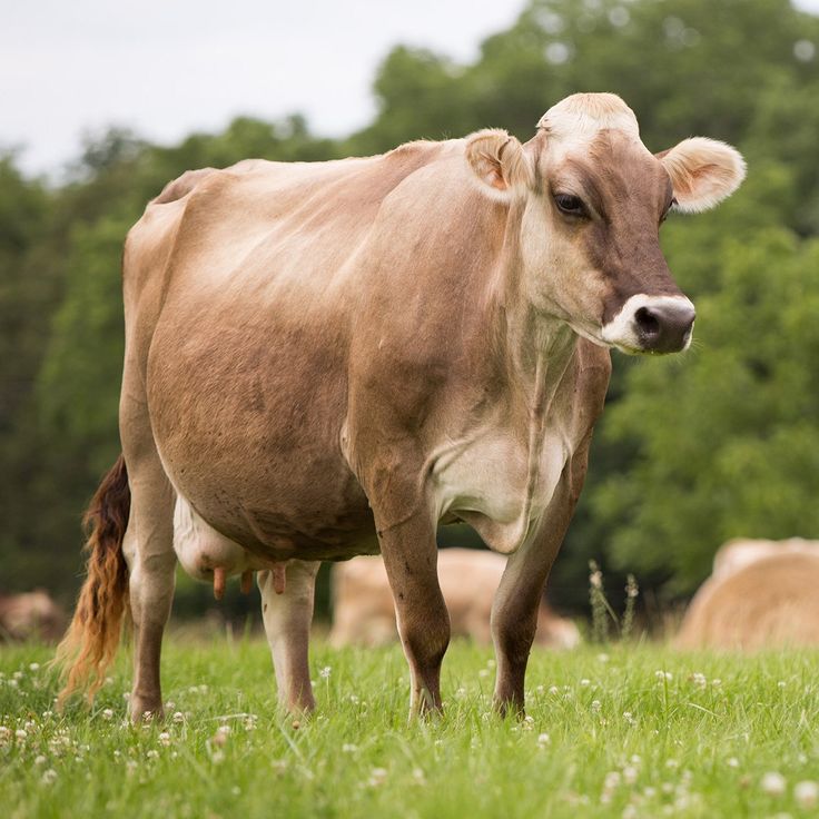 Jersey vs. Guernsey Dairy Breeds - Kimd Group Of Companies