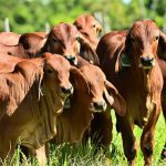 Breeding Practices for Beef Cattle Production - Kimd Group Of Companies