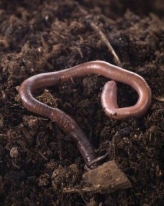 Feeding Earthworms for Optimal Growth - Kimd Group Of Companies