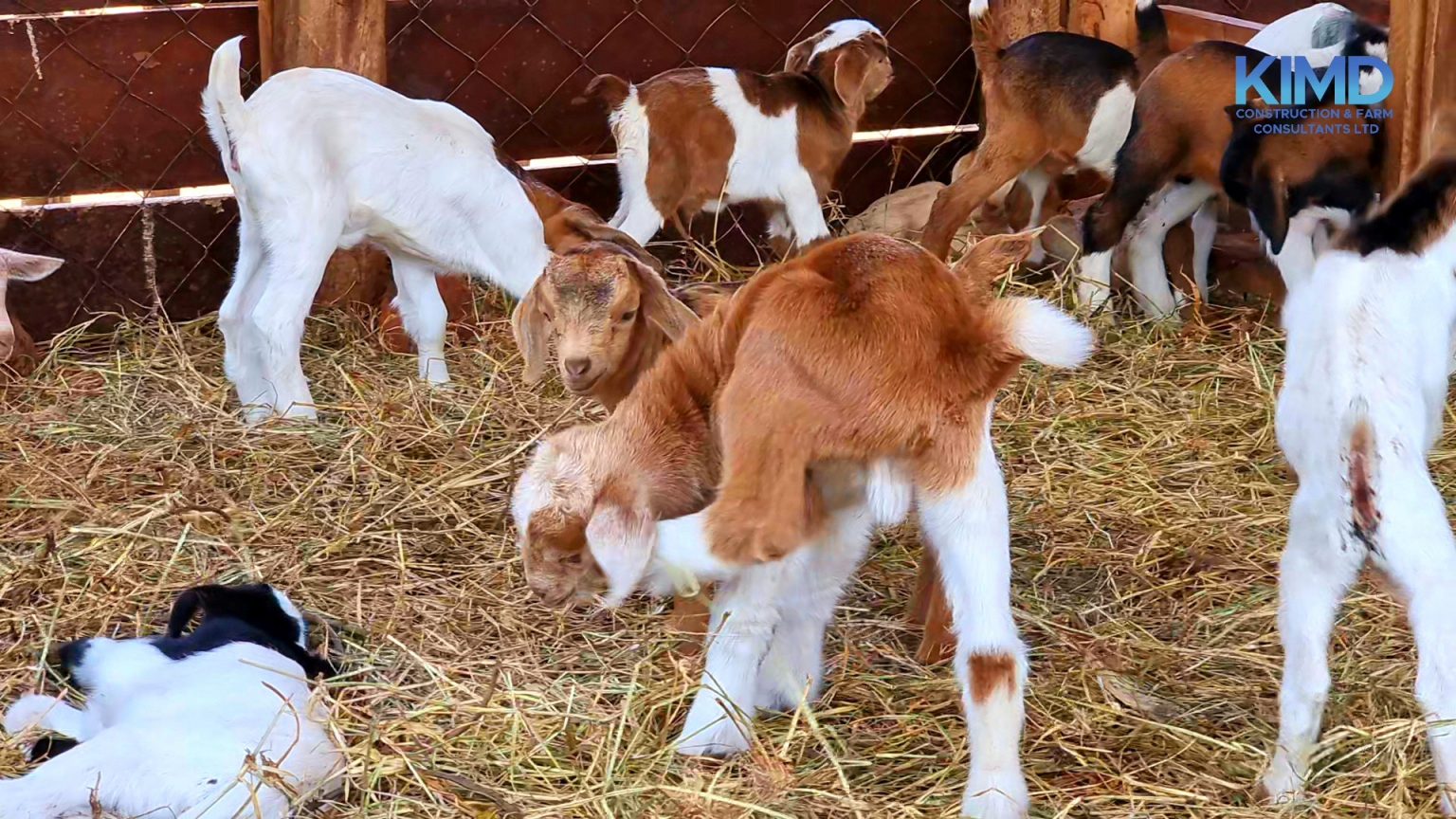 Understanding Sheep Behavior - Kimd Group Of Companies